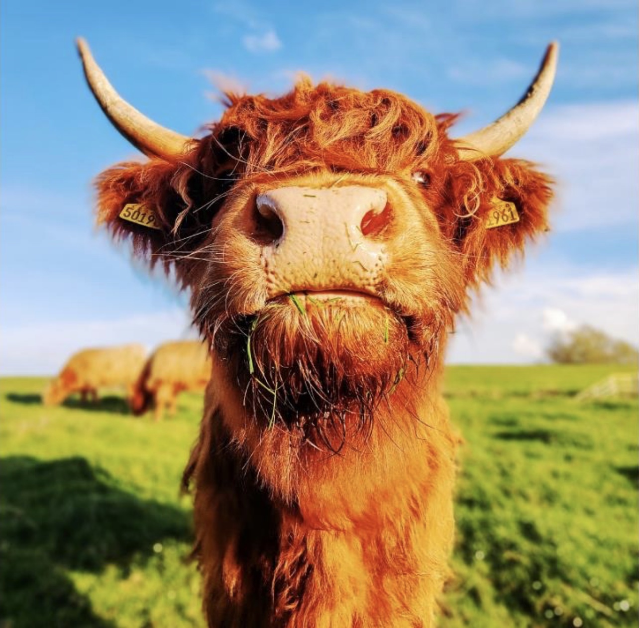 How Highland cow cuddling can help ease the climate crisis – Paul Cole ...